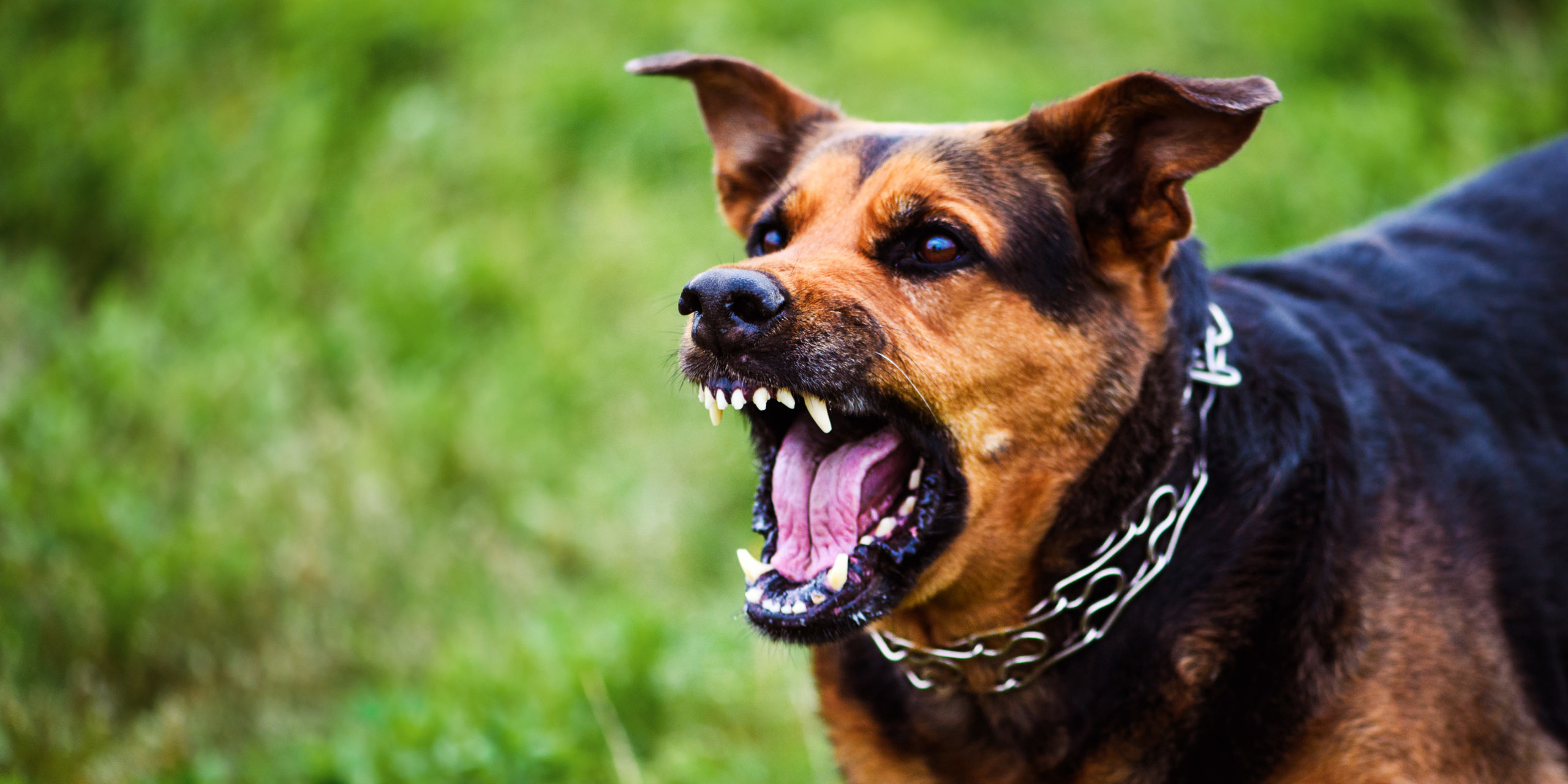 What To Do During A Dog Attack | How To Protect Yourself From ...